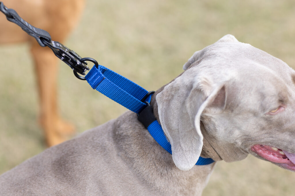 NEW! Control Martingale Collar - Chew Proof Dog Beds