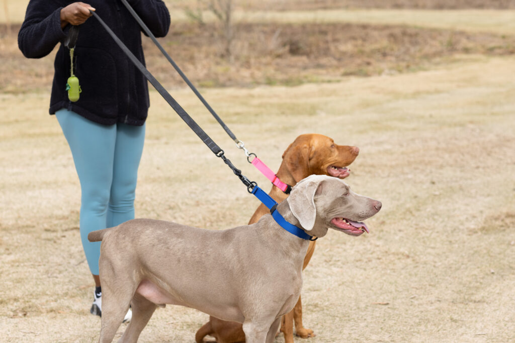 NEW! Control Martingale Collar - Chew Proof Dog Beds