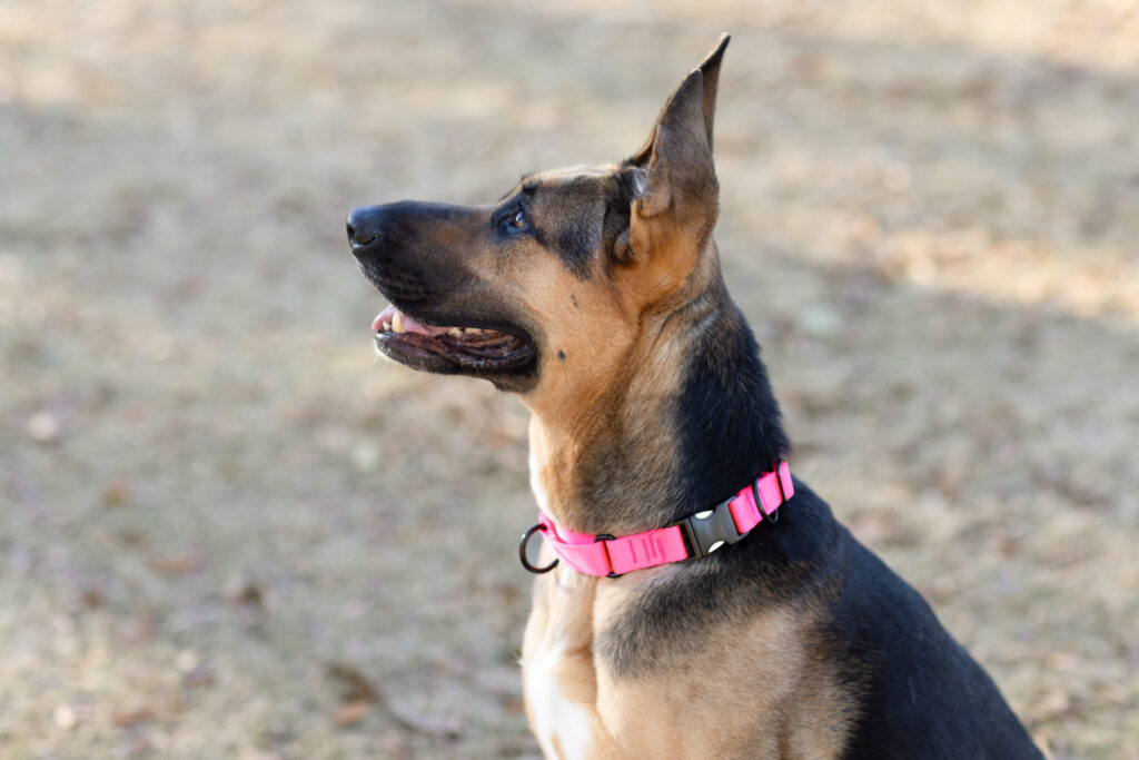 NEW! Control Martingale Collar - Chew Proof Dog Beds