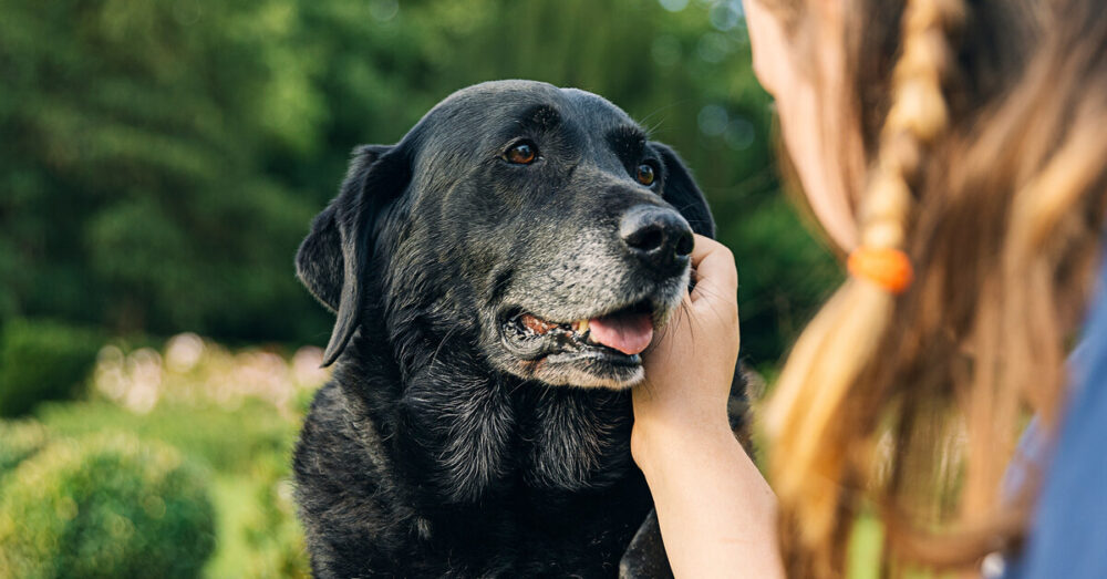 Orthopedic Dog Beds: Are They Worth It for Older Dogs? - Gorilla Dog Beds