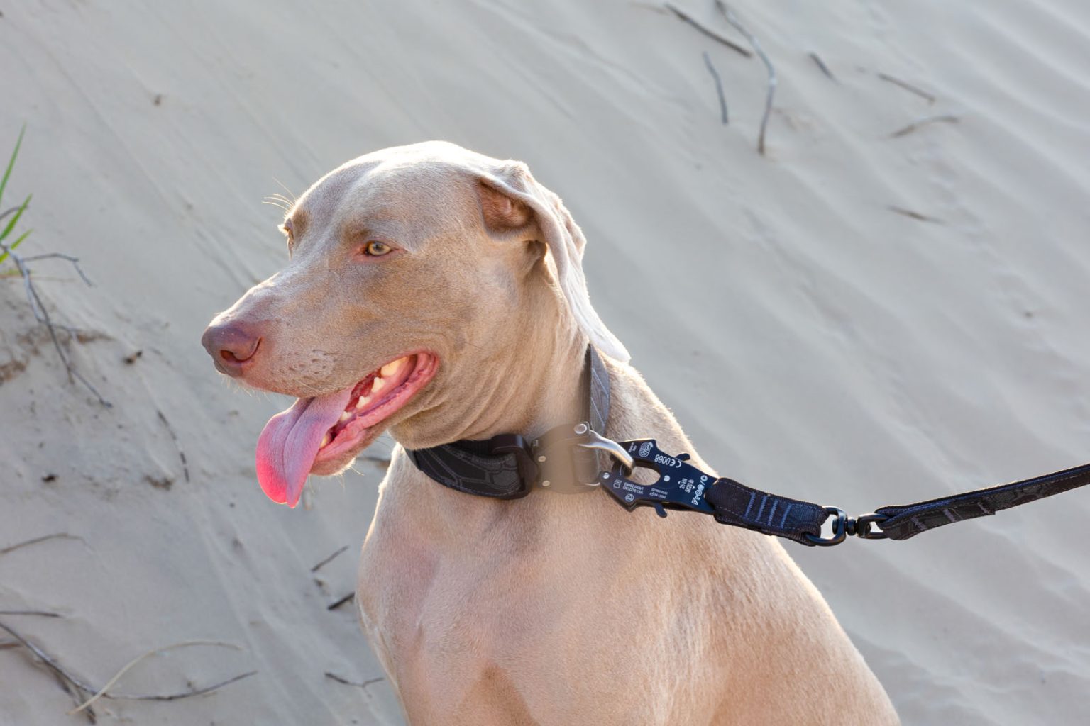 Alpha Elite Nylon Dog Leash | Strong Nylon Dog Leash